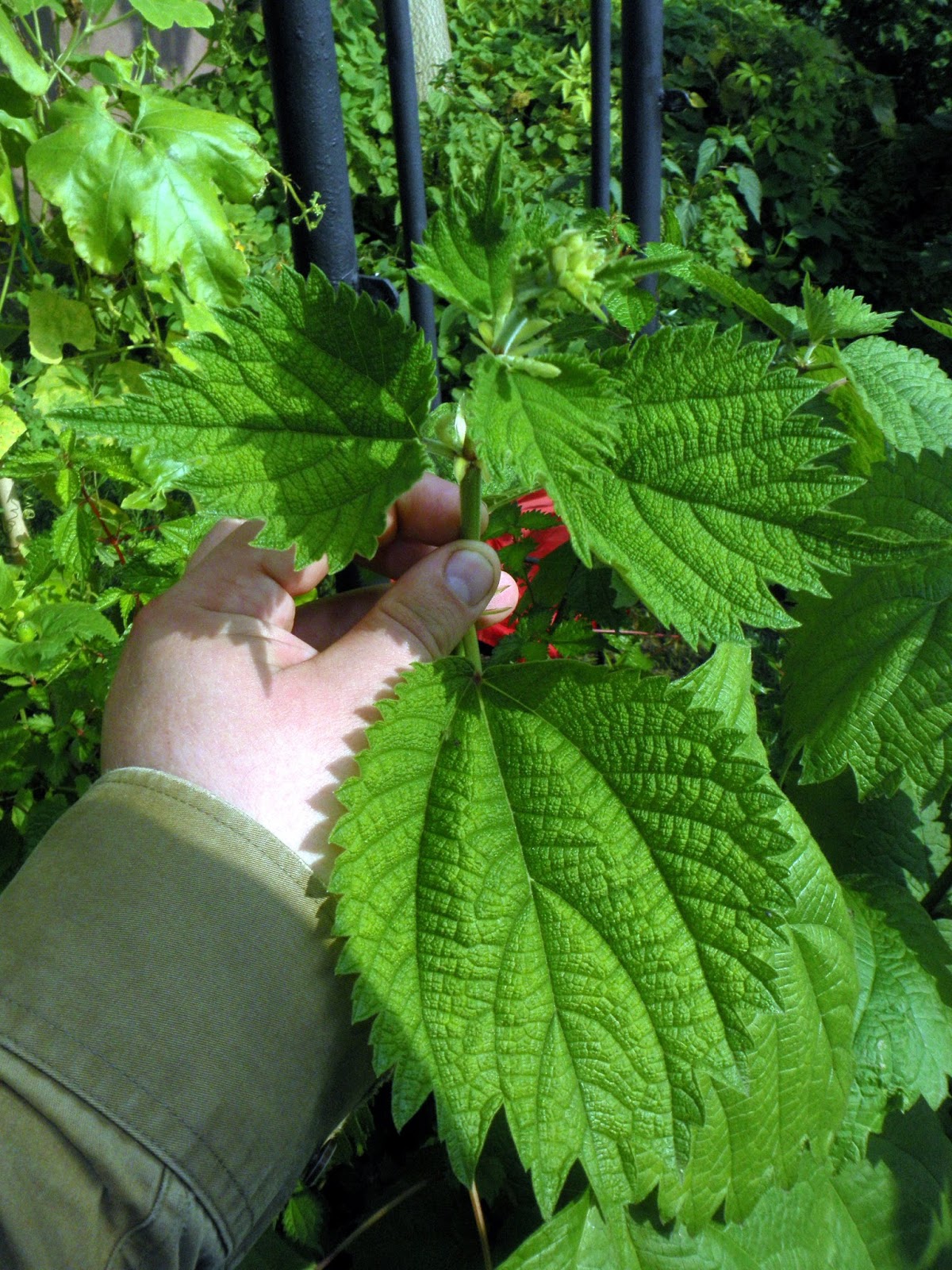 Scirpidiella's Plants: False Nettles - Ramie cousins (Boehmeria sp. div.)