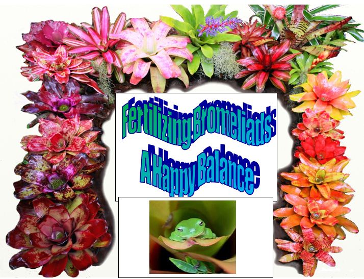Brookreflections Bromeliads & Exotics *Growing: Bromeliad Fertilizing.
