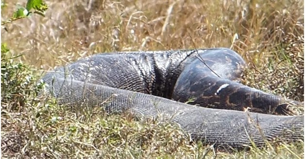 DAILY POST: This giant African Rock Python spotted in Maasai Mara has ...