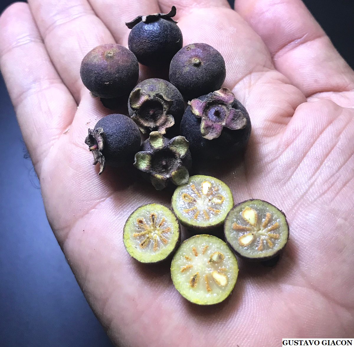 Viveiro Ciprest - Plantas Nativas e Exóticas: Guabiroba Roxa ...