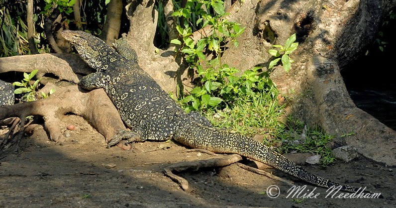 All About Reptile's : BIAWAK / VARANUS