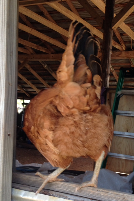 Carroll Family Farms