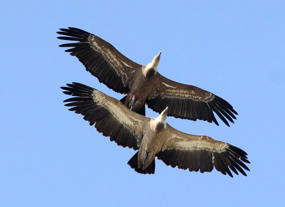 Biodiversity of Cyprus by NGO Protection of the Natural Heritage and ...