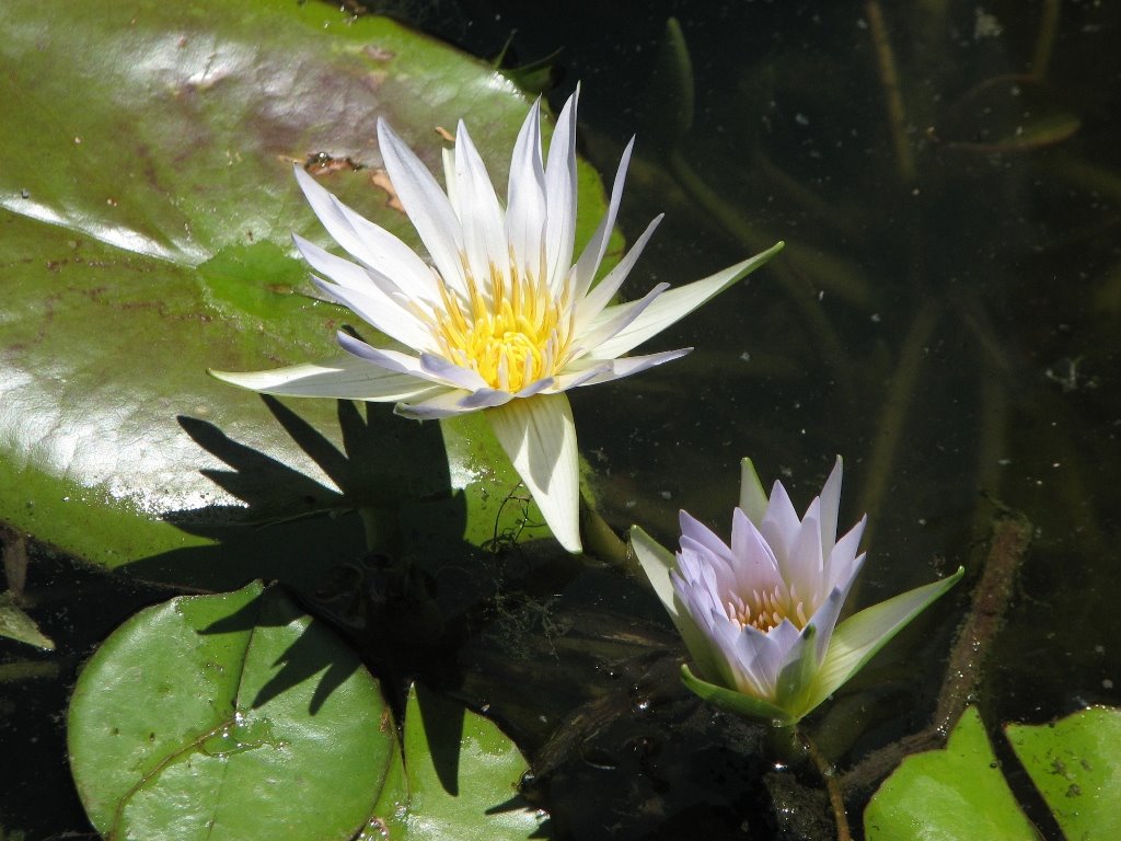 Aquatic Plants: Nymphaeaceae