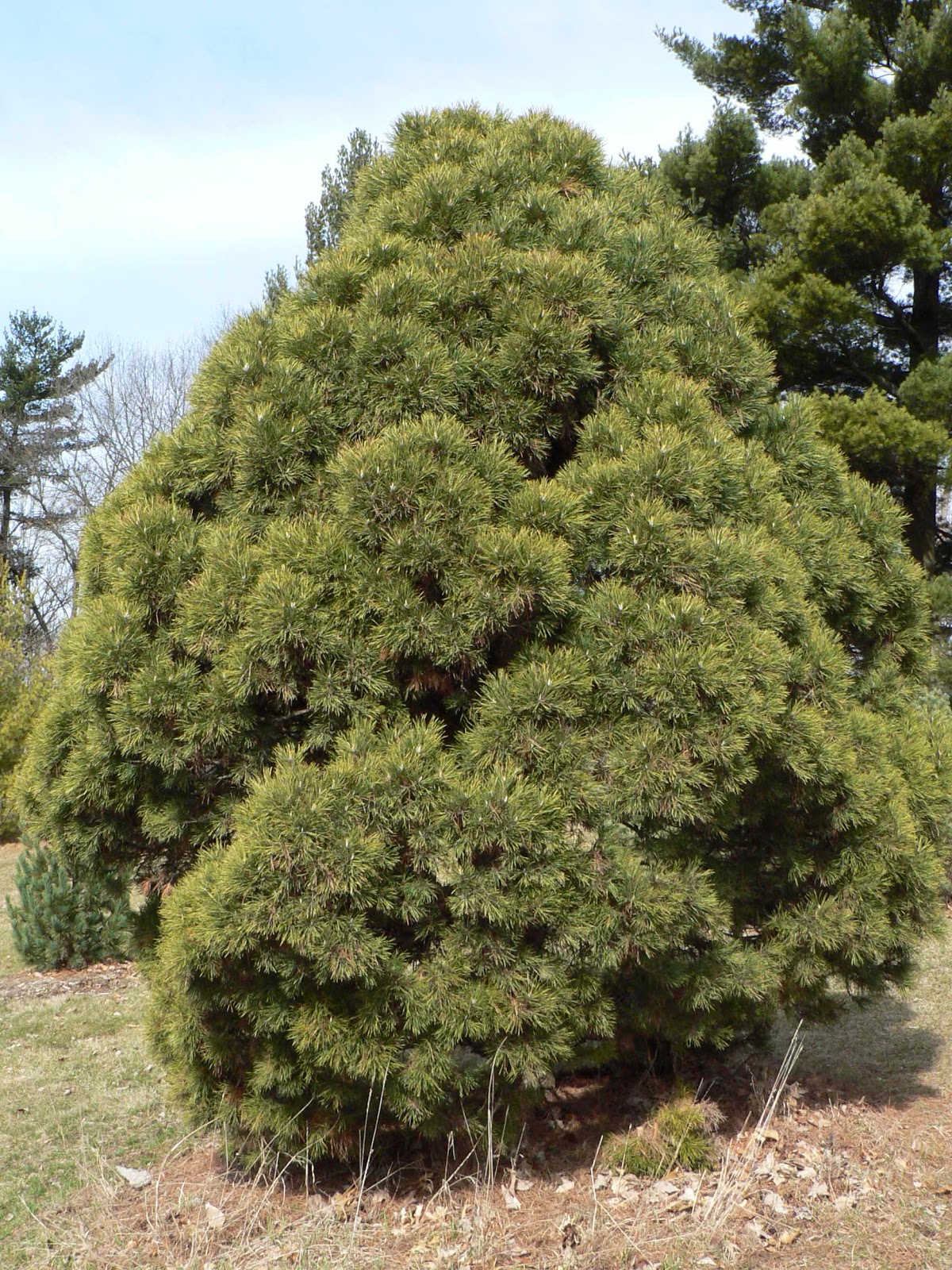 Visit My Garden: Dwarf Pines at the Arboretum