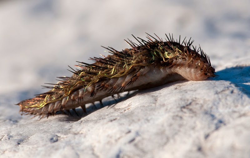 Sea Mouse