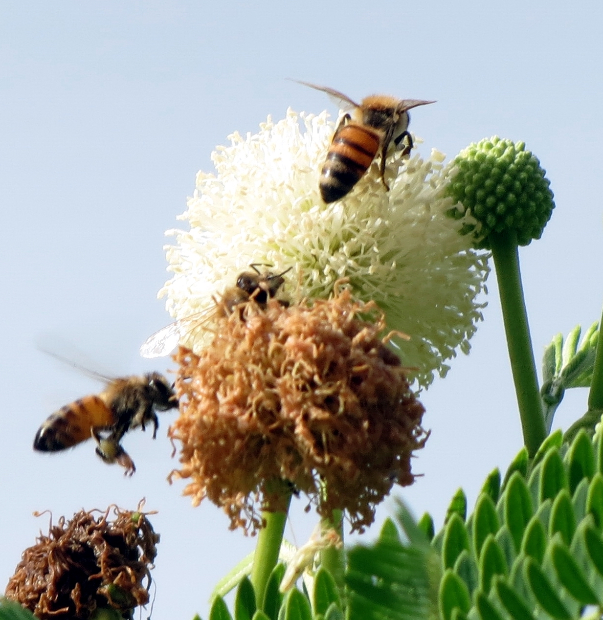 Hiking Curaçao - Flora and Fauna: Bijen - Honey Bees - Abehanan