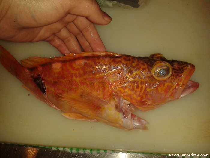 10 Popular Japanese Seafood in Malaysia | Unitedmy