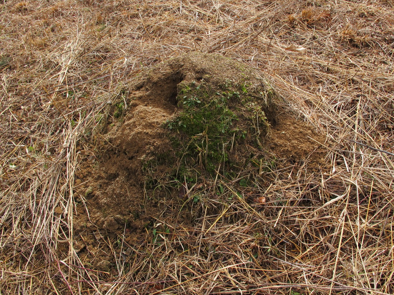 Microscopic Ant Mound Inside