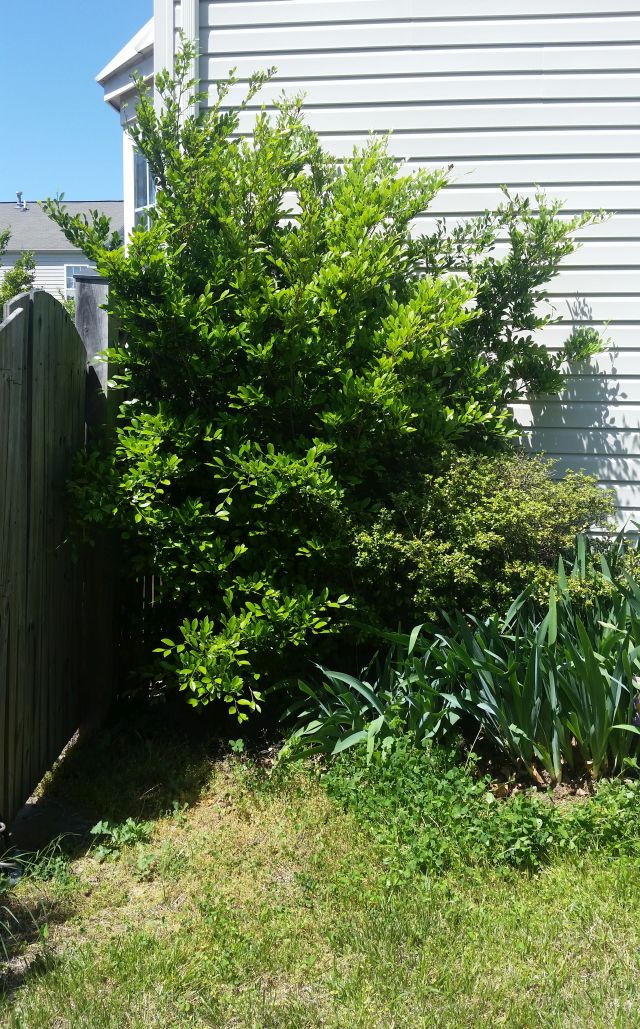 Future Plants by Randy Stewart: Isu Tree