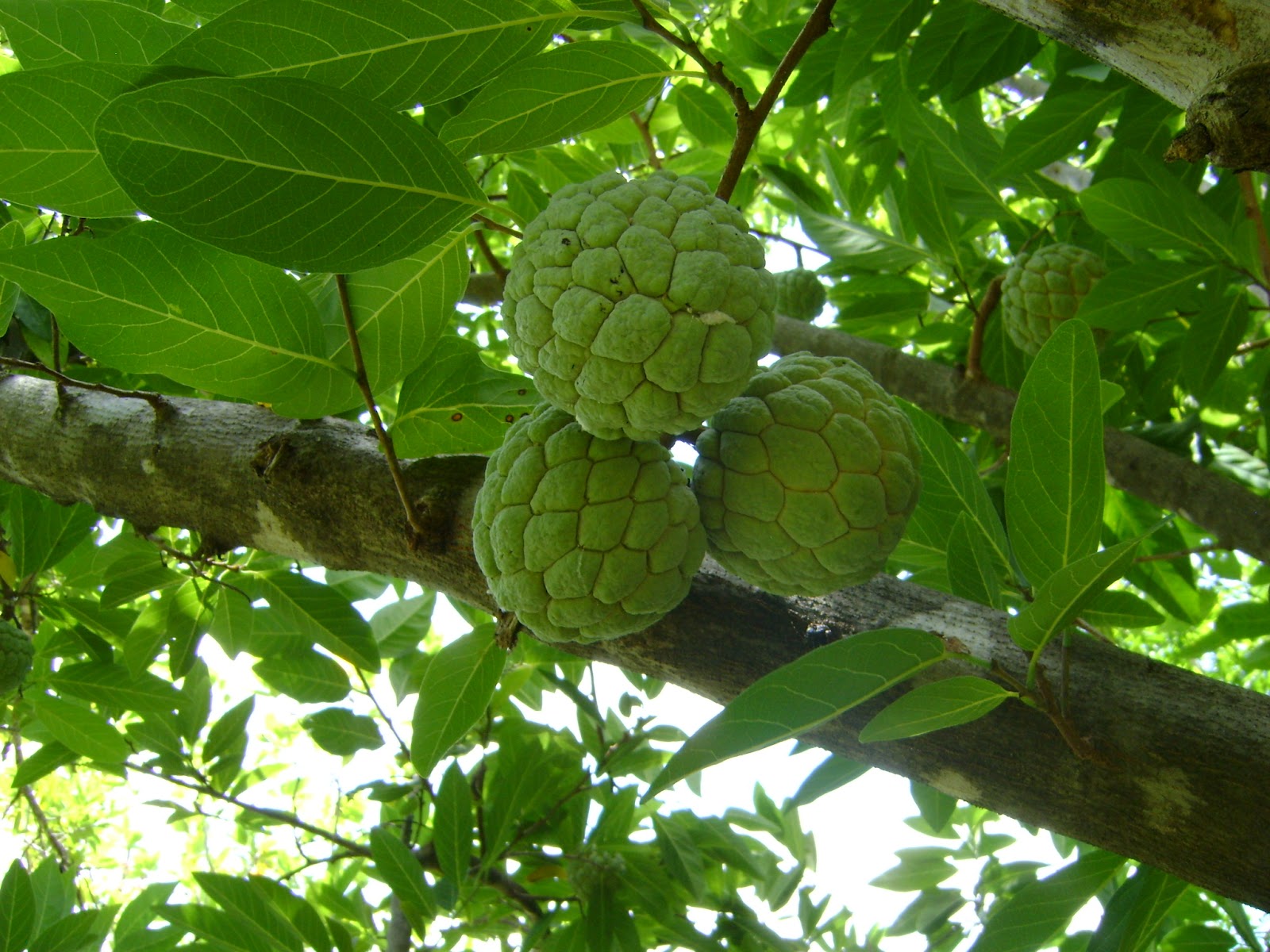 Vale Viva Verde: Árvore Pinha