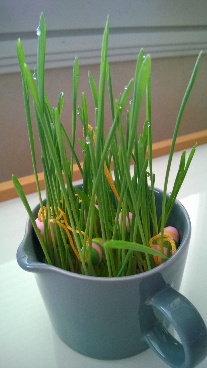 Sinisten kissojen tarinoita: Pääsiäinen, rairuoho, kissat...