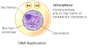 Revision notes for NCEA level 2 biology: Mitosis