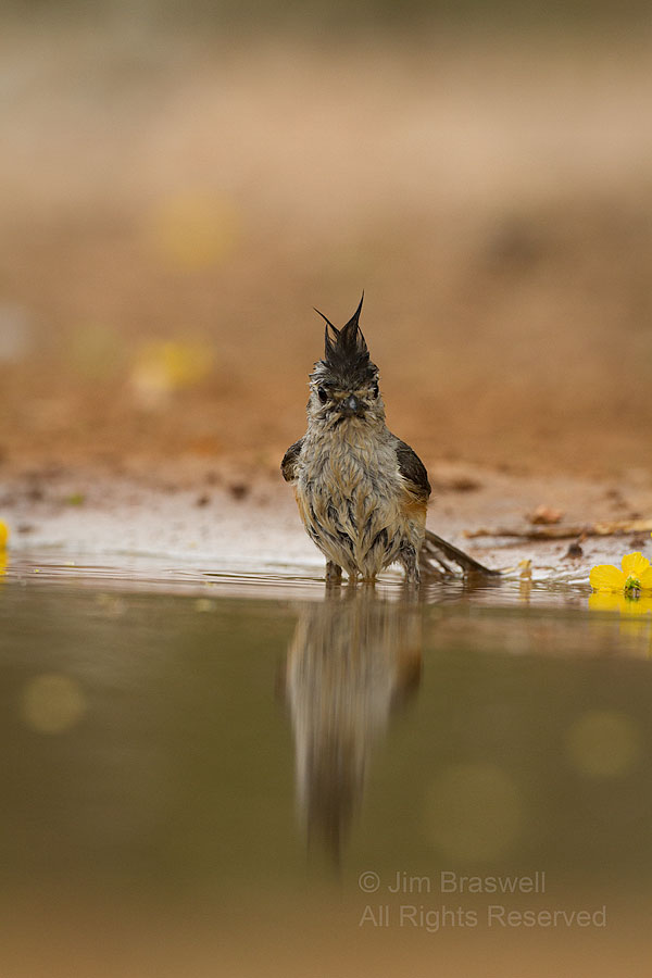 Birding Is Fun!: Not a Dirty Bird Here!