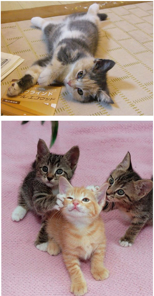 53+ Top Gambar Tahi Kucing Anggora