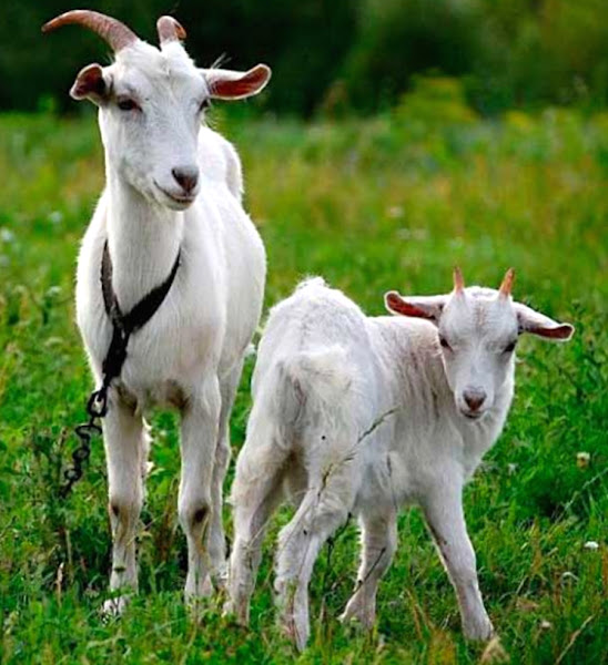 Russian White Goat: Characteristics, Uses & Full Breed Information