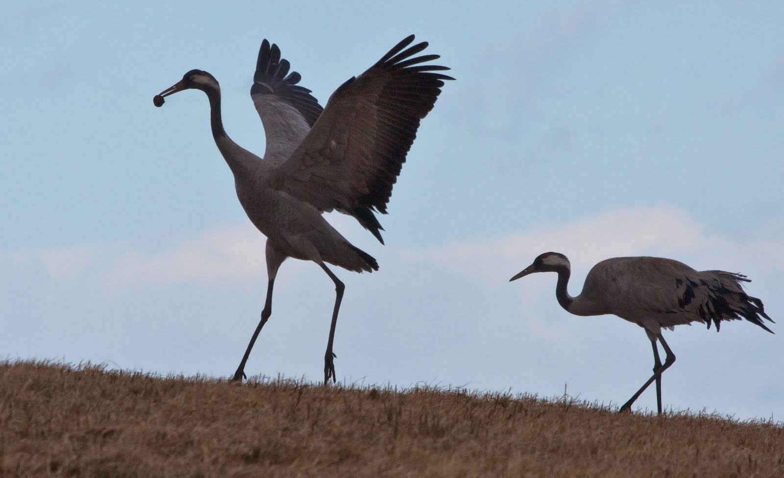 Grandpa's birds: Tranor