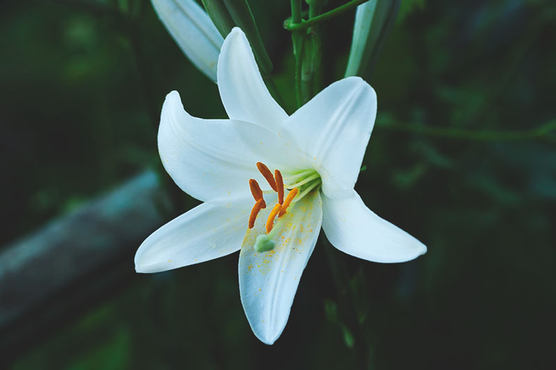 La Tienda del Florista: Significado Colores - Flores