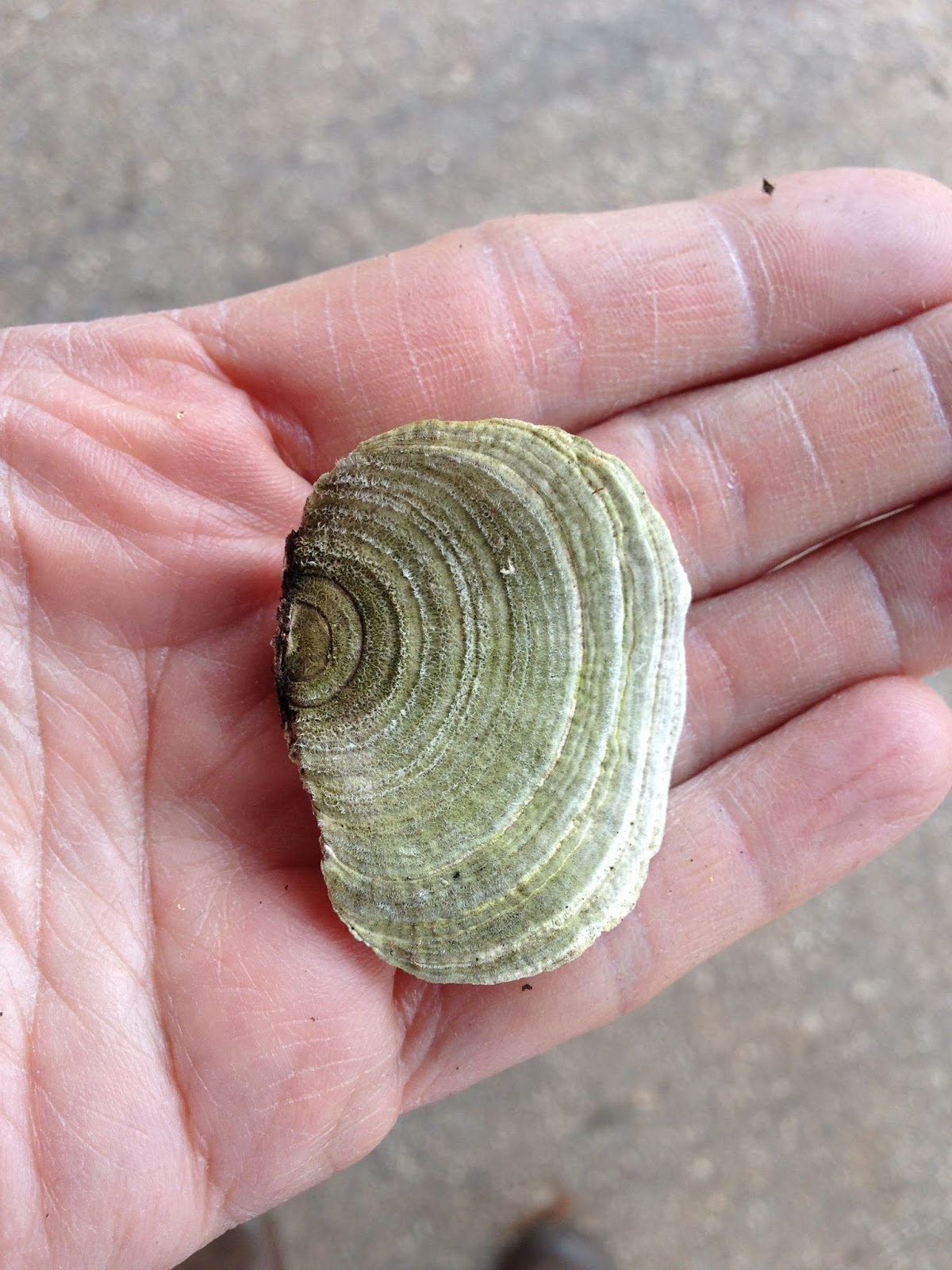 Aloha Windmill Farms: Fungi (girl) Lab