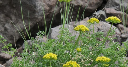 About Health: Lomatium