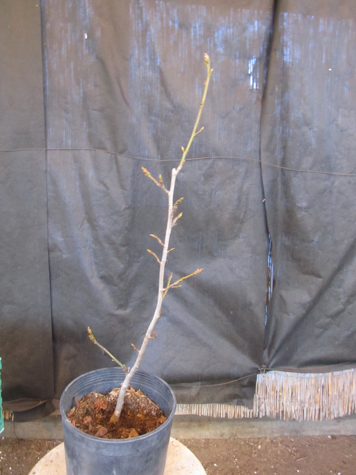 bonsaibp's bonsai blog: Root over rock 101
