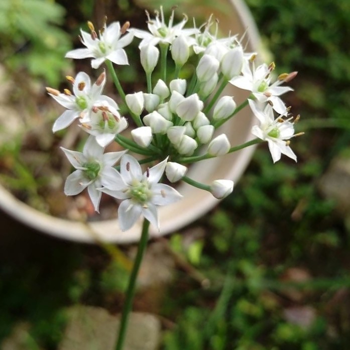 Tertunailah Hasrat Di Hati: BUNGA KUCAI CANTIK SUNGGUH