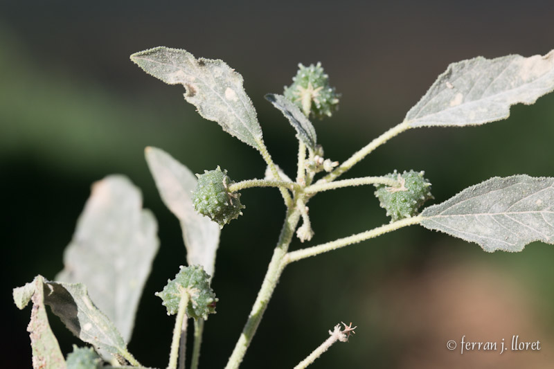Flora de la Ribera d'Ebre: Tornassol