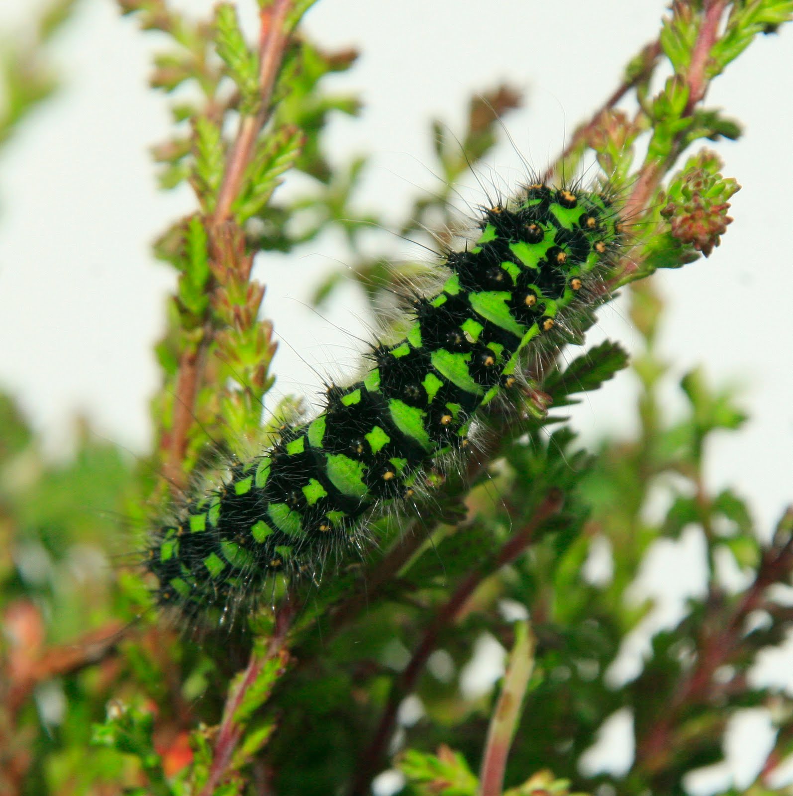 Pembrokeshire Wildlife: Emperor Moth Larvae