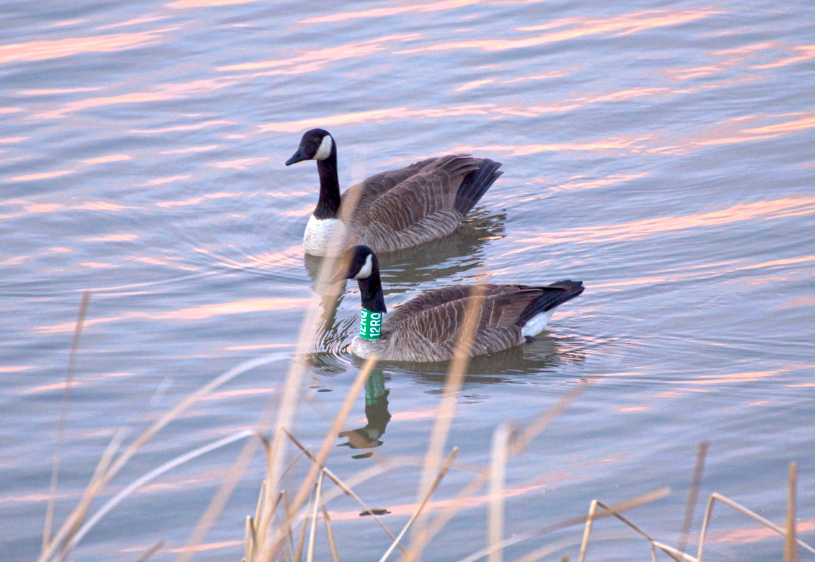 CARRDIAC+DESIGN: Banded Bird