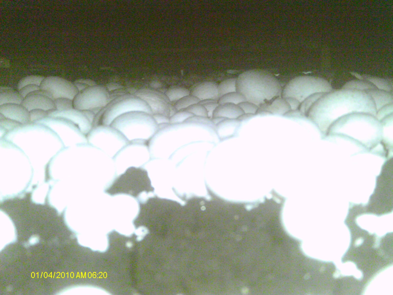 Alex Josowitz's Plus3 Chile Experience: May 14: Tools, Tomatoes, and ...