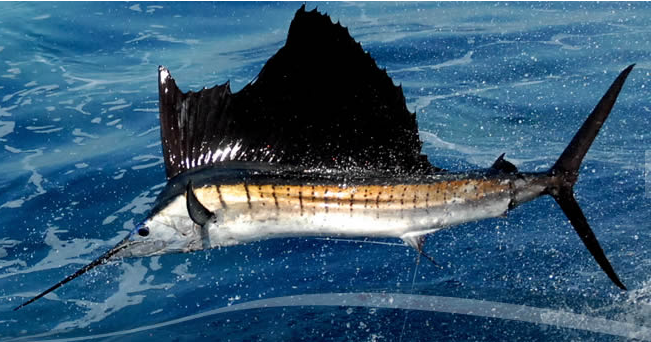 International Fishing News: GUATEMALA: hot action at Pacific Fins