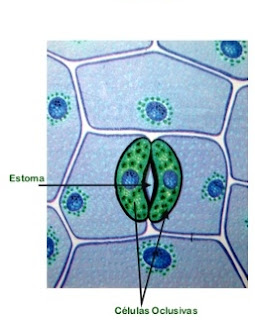 AGROECOLOGIA: FISIOLOGÍA VEGETAL