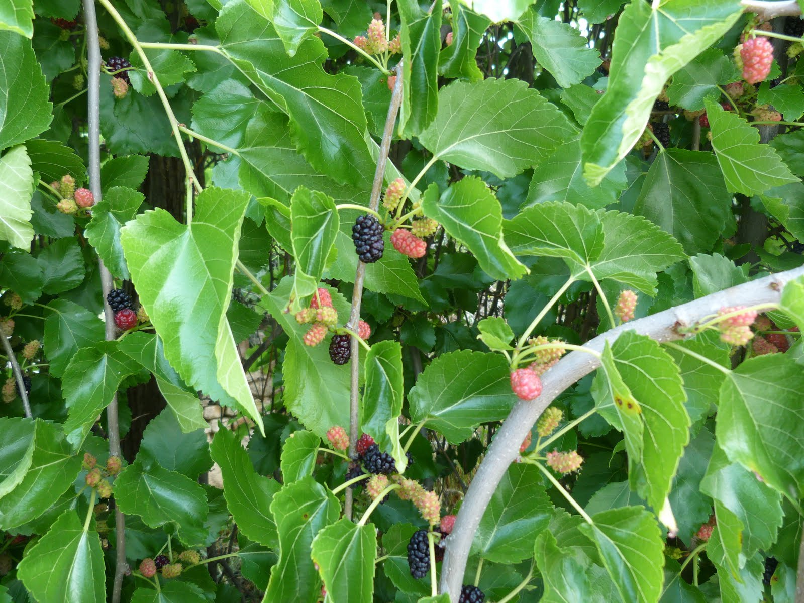 Deborah Lawrenson: Bearing fruit...mulberries