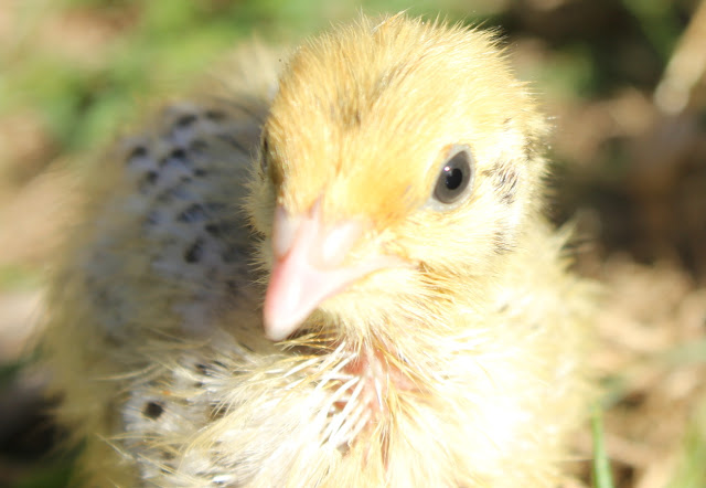 Colours of Coturnix Japonica Quail Part Two - The Golden | The Holistic ...