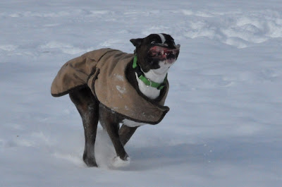 I Have A Boxer: Snow Boxers
