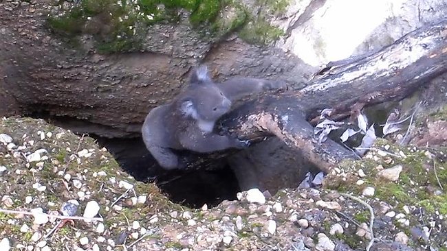 White Wolf : Students Rescue Koala From Mine Shaft In Australia After ...