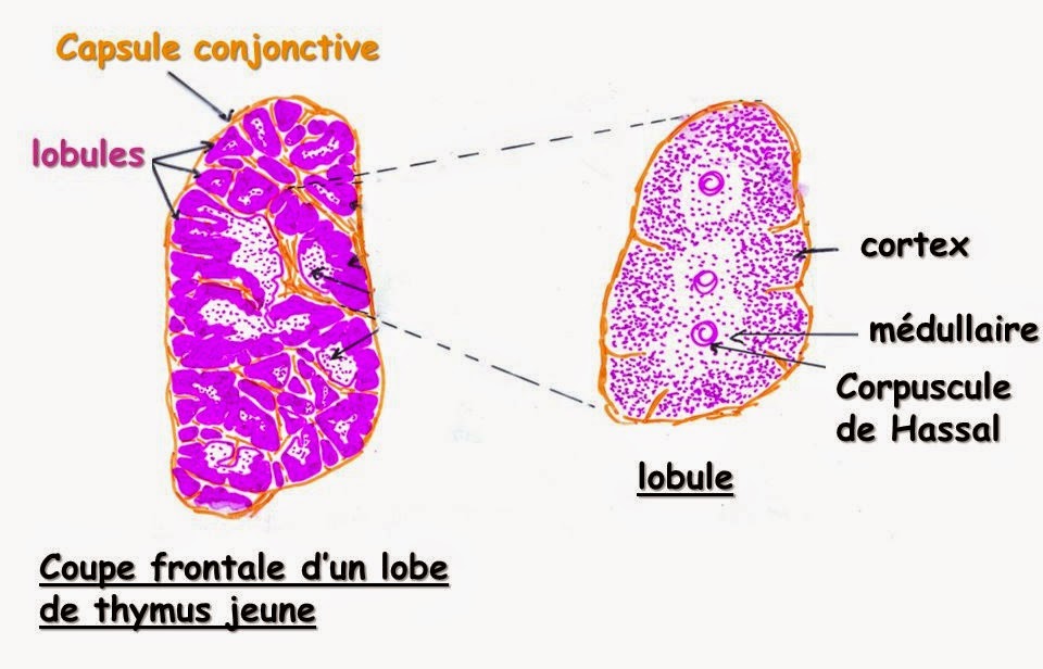 Espace Techniciens de Laboratoire: Le Thymus