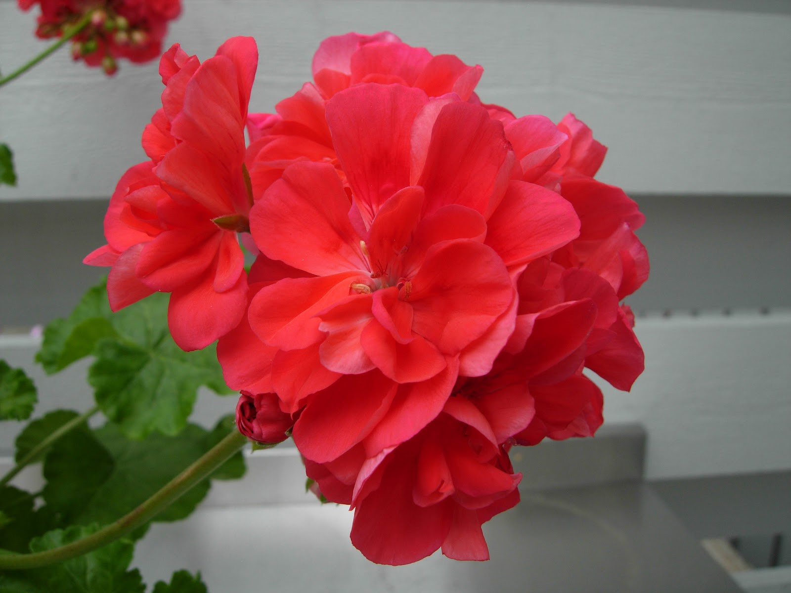 Pelargonernas Rike: augusti 2012