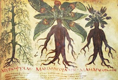 LA MANDRÁGORA ~ LA MÁQUINA DEL TIEMPO