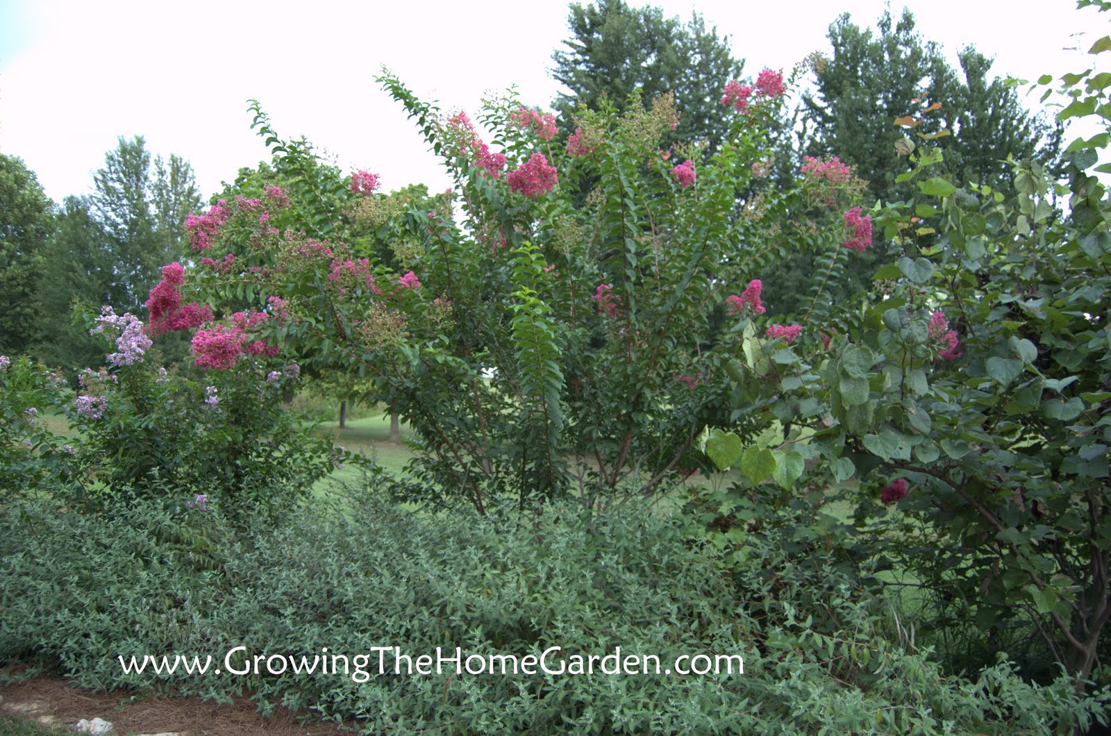 Gardening: The Crape Myrtle Border