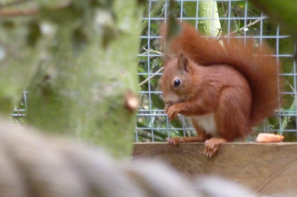MERSEA WILDLIFE: RETURN OF TUFTY