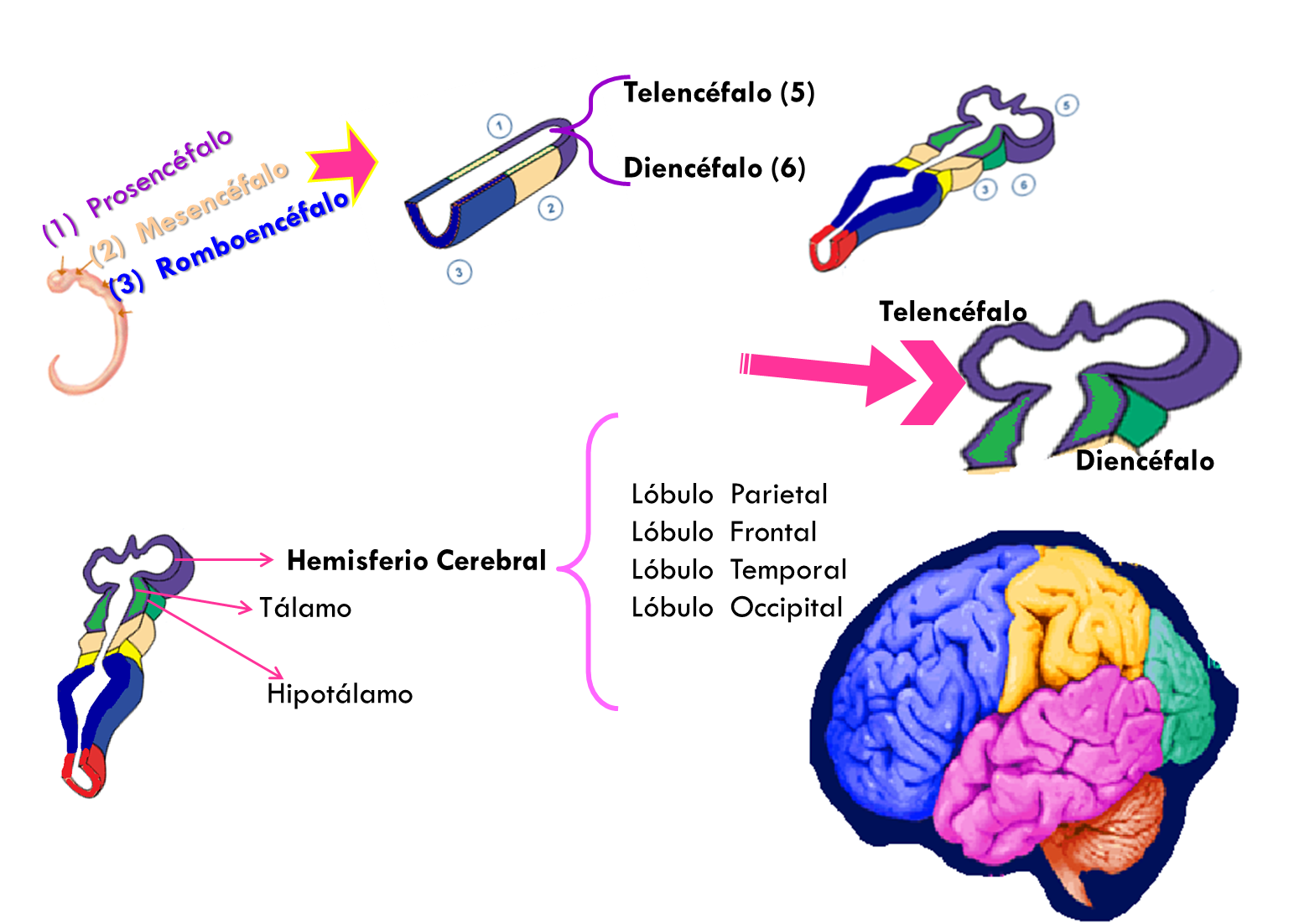 chrystell ruiz leyva: embriologia del SNC