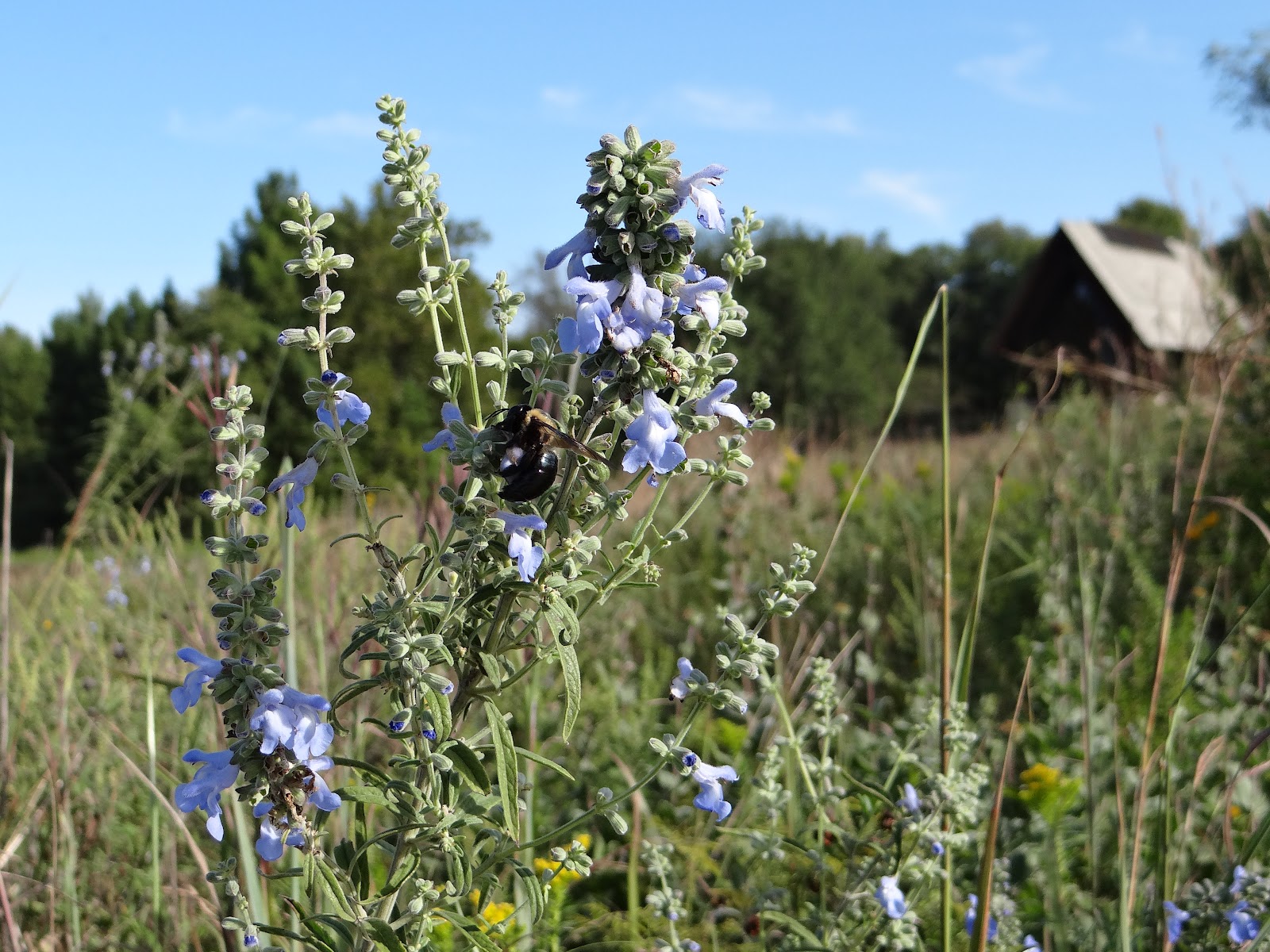 Powell Gardens' Blog: Sweet September