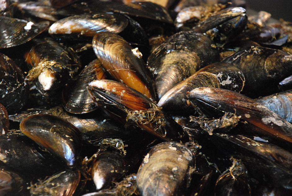 Productos acuicultura, miticultura y pesca: El proceso de cultivo del ...