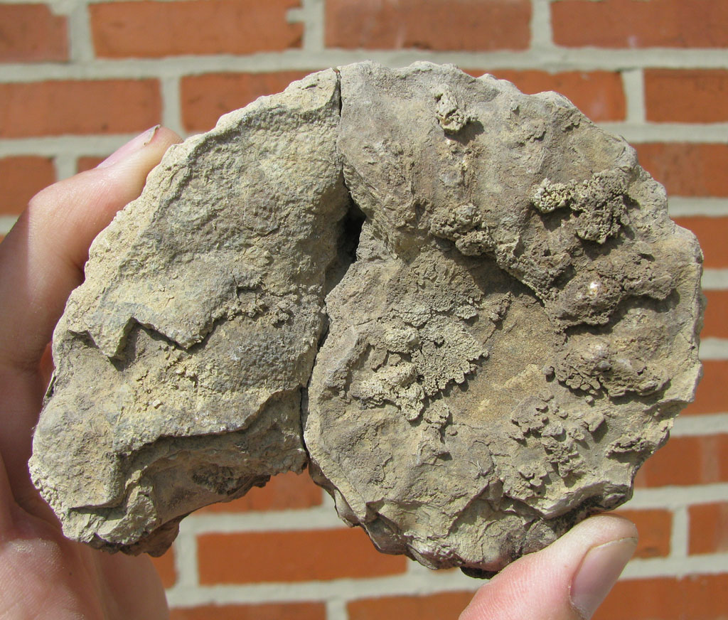 Views of the Mahantango: Prionocyclus hyatti (robust form) from the ...