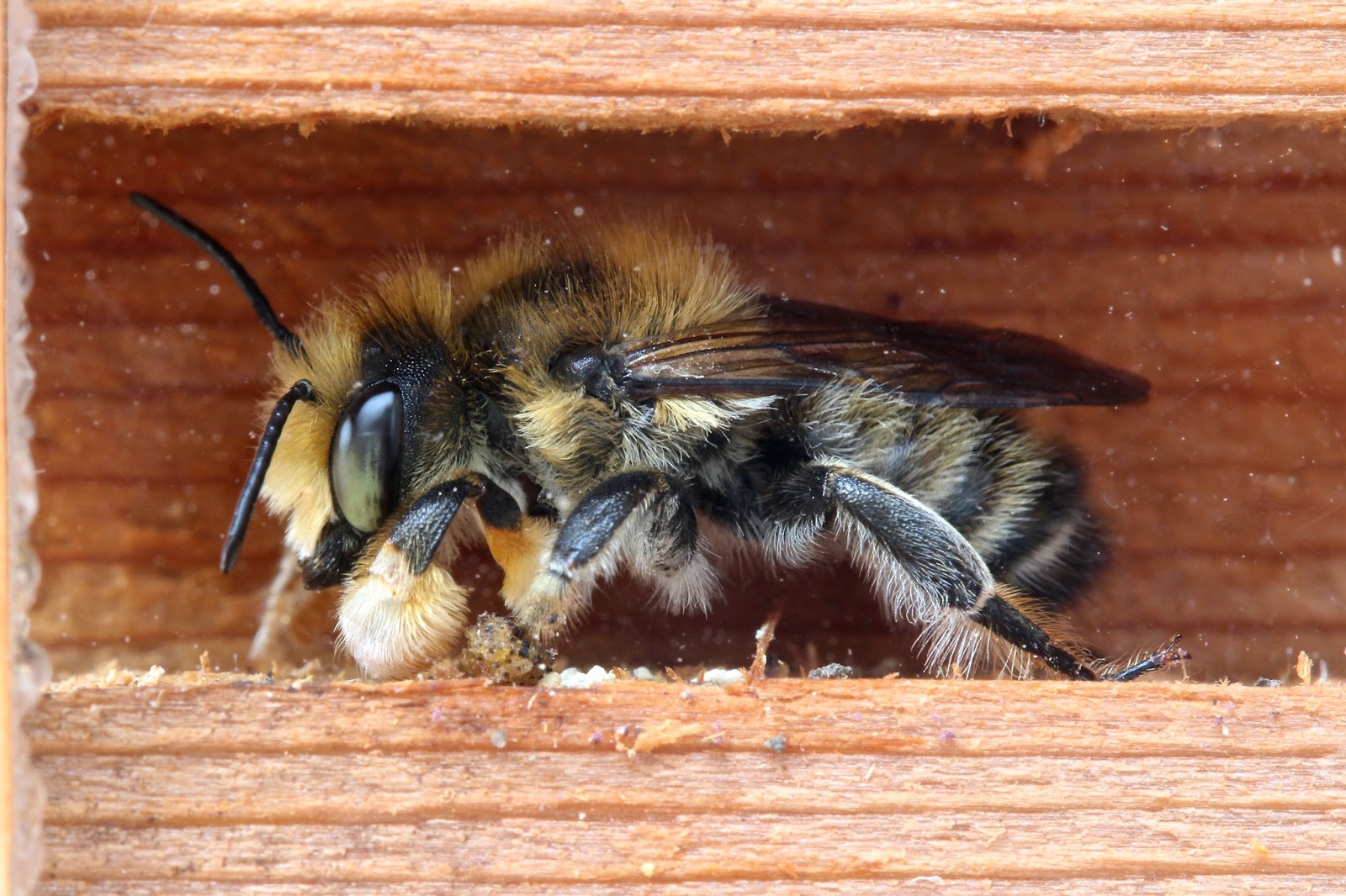 TrogTrogBlog: Leafcutter bees
