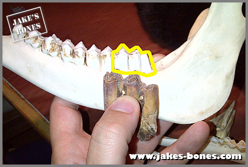 The archeological bones, part 2: the teeth : Jake's Bones