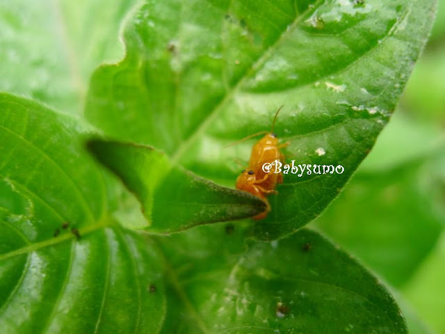Baby Sumo Photography: Cute orange ladybugs having a cuddle - Kuala ...