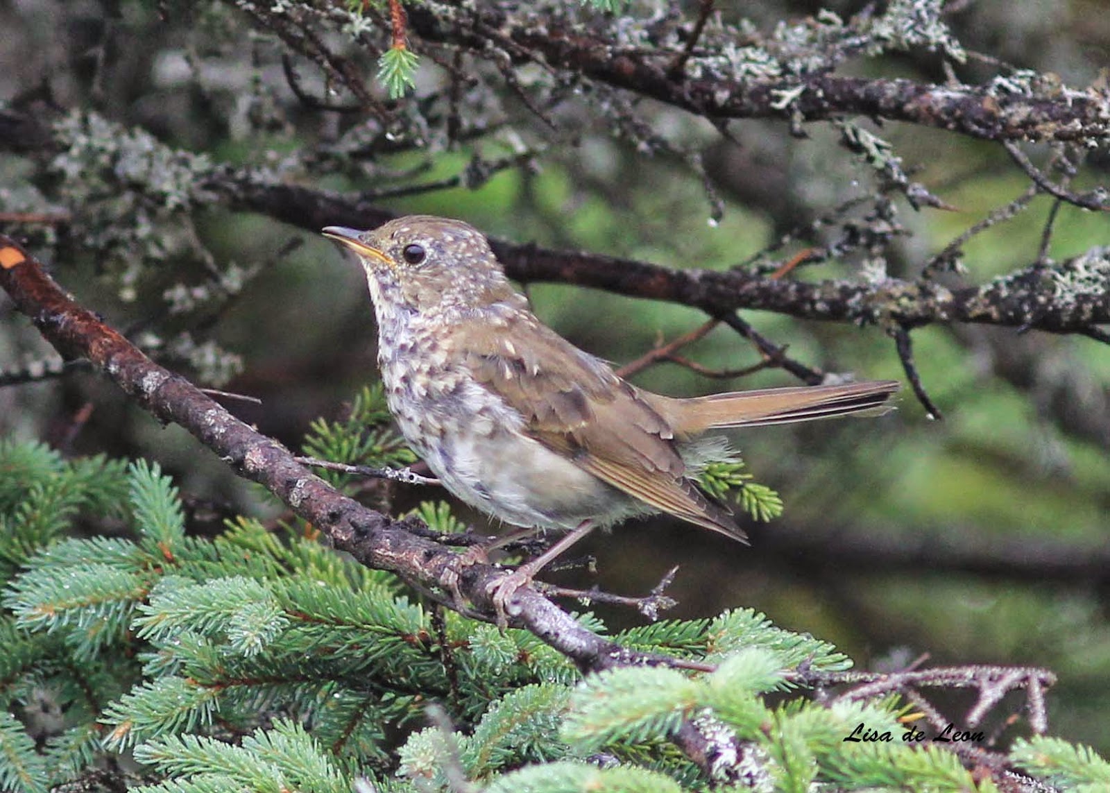 Birding with Lisa de Leon: Comparison: Immature Hermit and Immature ...