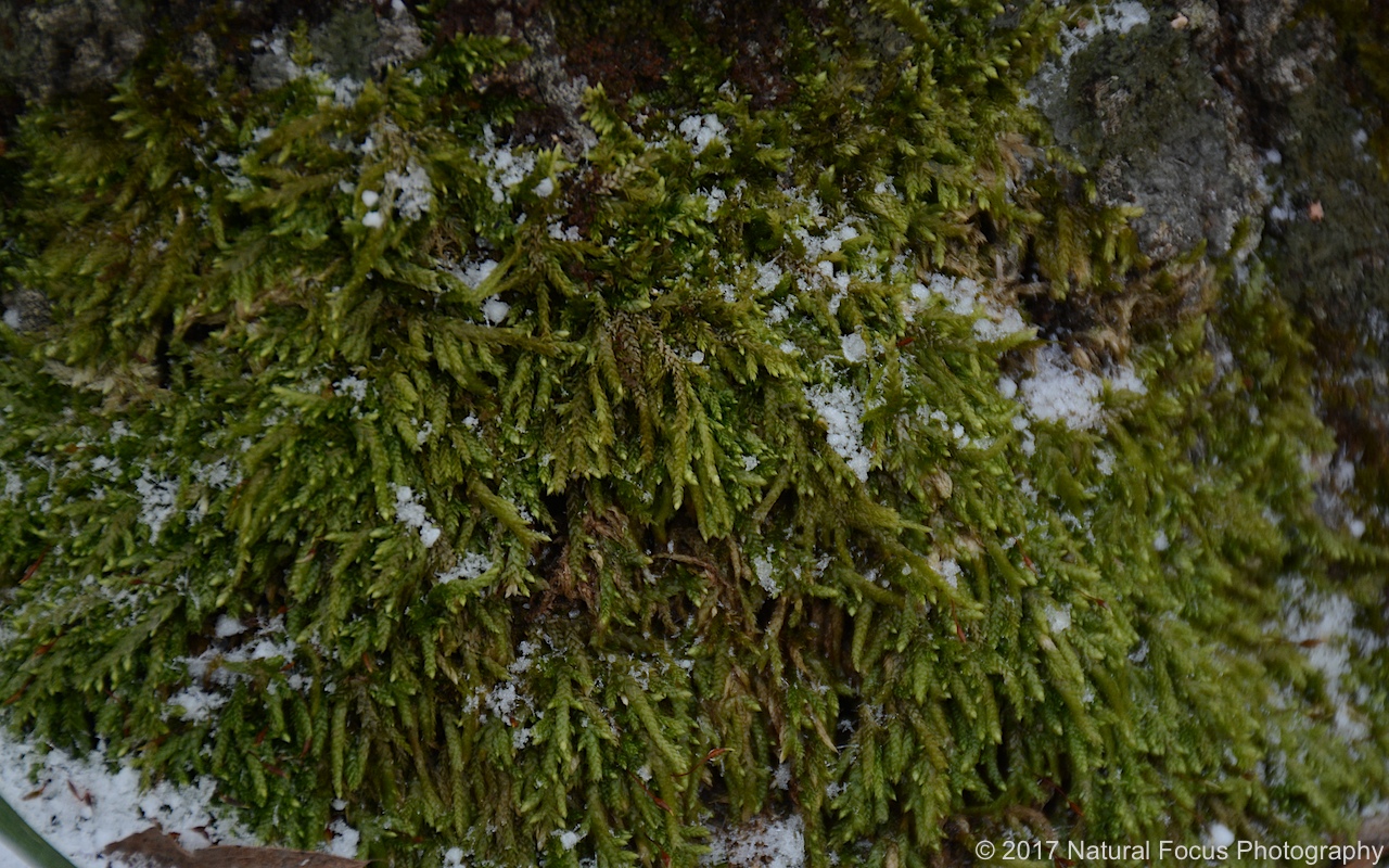 Natural Focus: Nature Photo of the Day #14: Winter Moss
